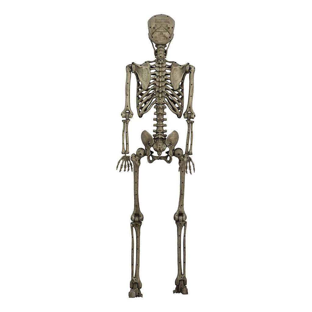 Berkley Jensen 5' Poseable Skeleton– Brands For Less USA