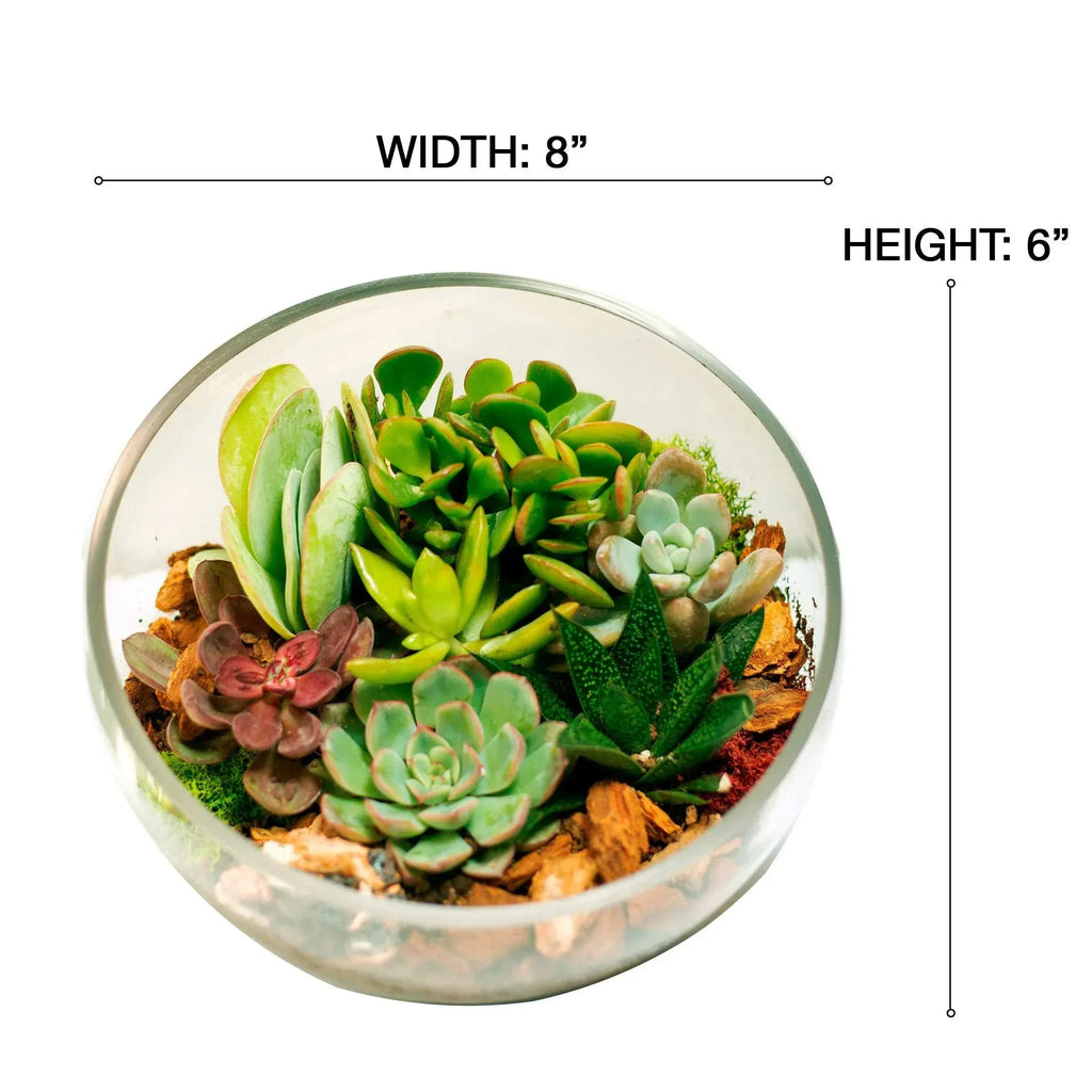 8" Slanted Cut Succulent Terrarium– Brands For Less USA