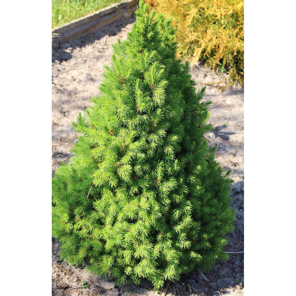 Dwarf Alberta Spruce, 3-pack– Brands For Less USA