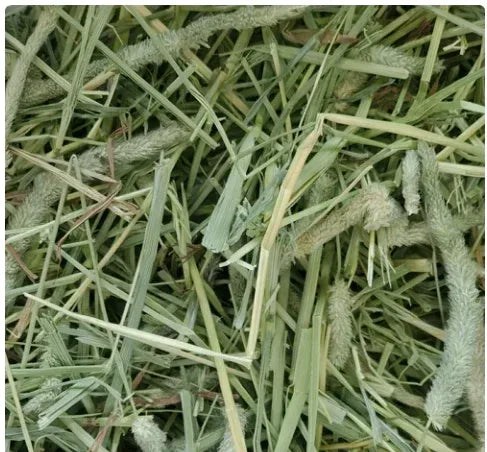 Standlee PremiYum Western Timothy Grass Hay Small Animal Food for Rabb ...